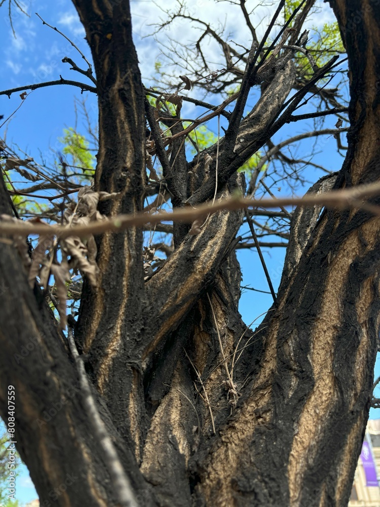 In the heart of nature's embrace, the unfolding story of growth is ...
