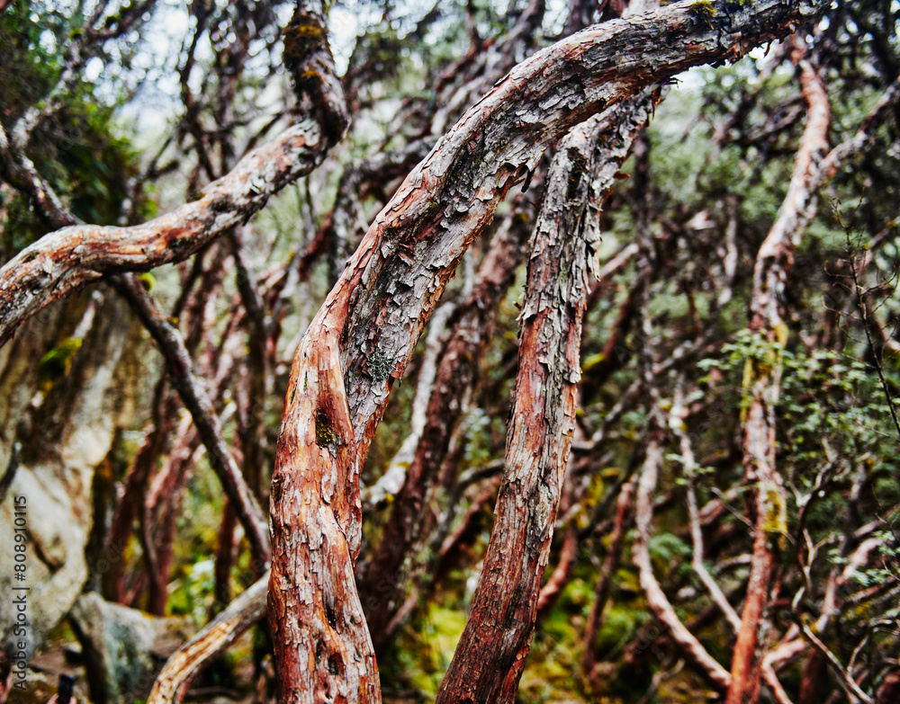 Queñua or paper tree (Polylepis) forest in the mid and high elevation ...