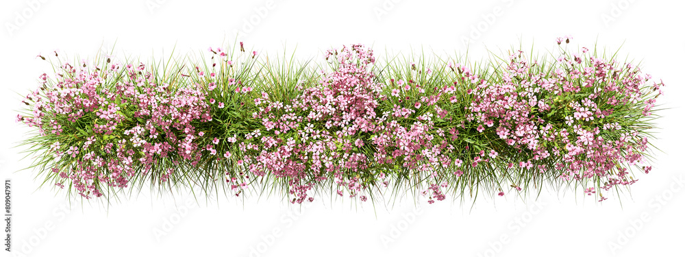 Aerial view flowers blossoms row cutout on transparent backgrounds 3d ...