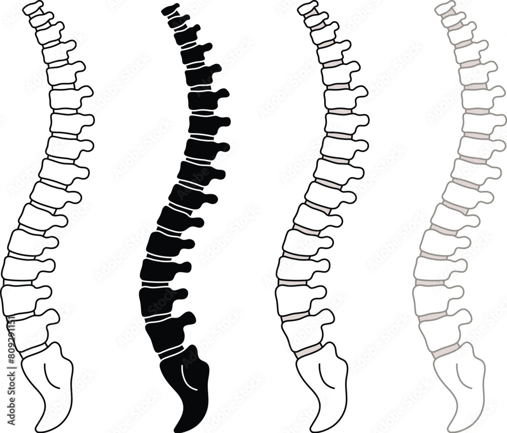 Simple Cartoon Human Spine Clipart Drawing - Outline, Silhouette and ...