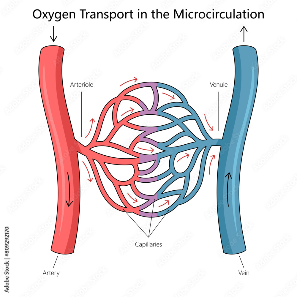 oxygen transport through arterioles, capillaries, and venules in the ...