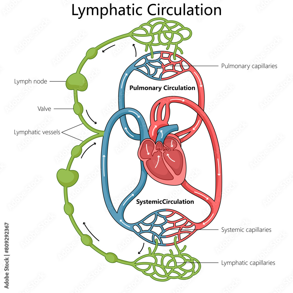 human lymphatic and circulatory systems, including major components ...