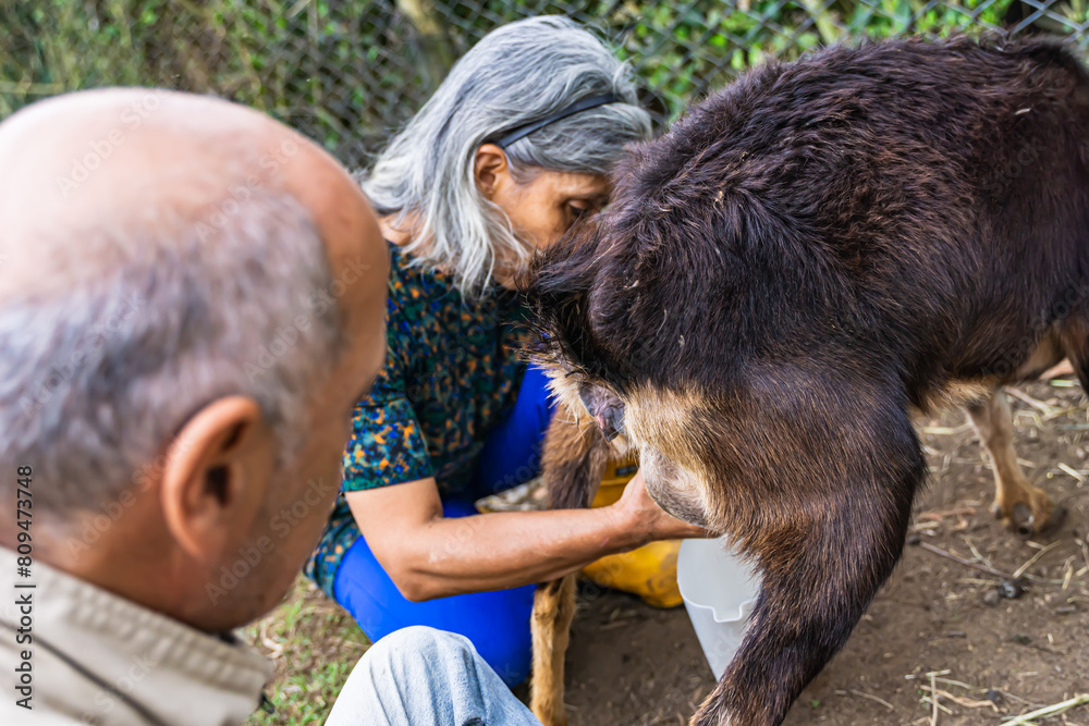 Old Latino couple milking goats on their farm. Colombian farmers ...