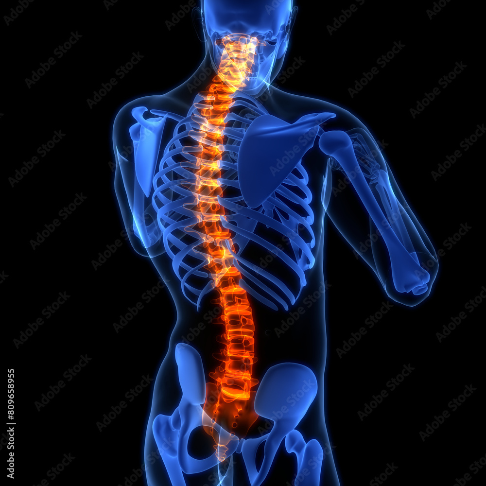 Spinal Cord Vertebral Column of Human Skeleton System Bone Joints Anatomy Stock Illustration ...