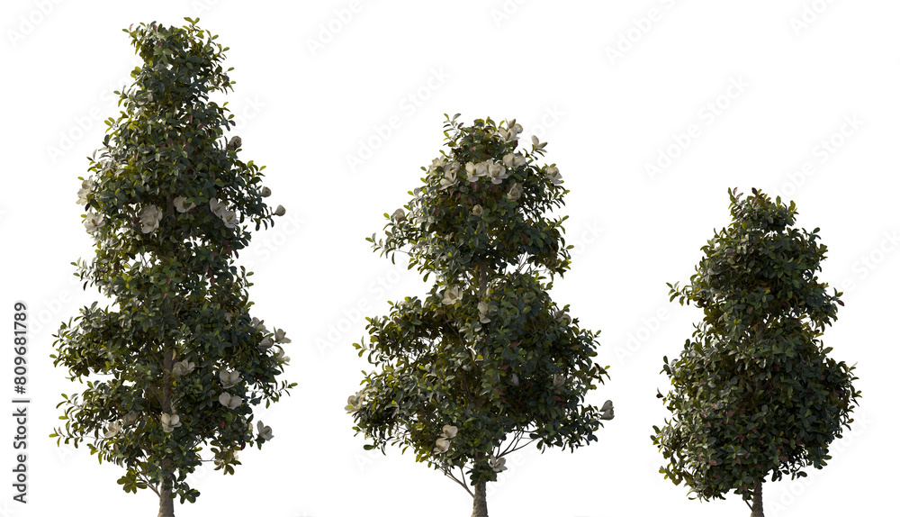 Magnolia grandiflora tree and bush isolated png on a transparent ...