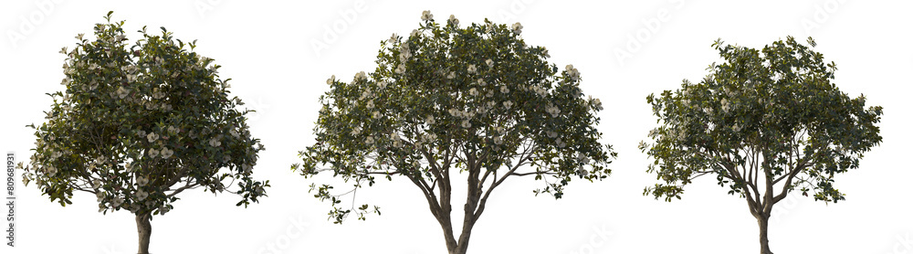 Magnolia grandiflora set frontal tree and bush isolated png on a ...