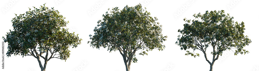 Magnolia grandiflora set frontal tree and bush isolated png on a ...