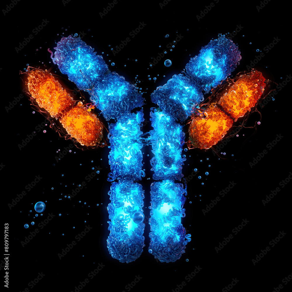 Antibody structure, immunoglobulin Ig protein. Immune system, IgM, IgG ...