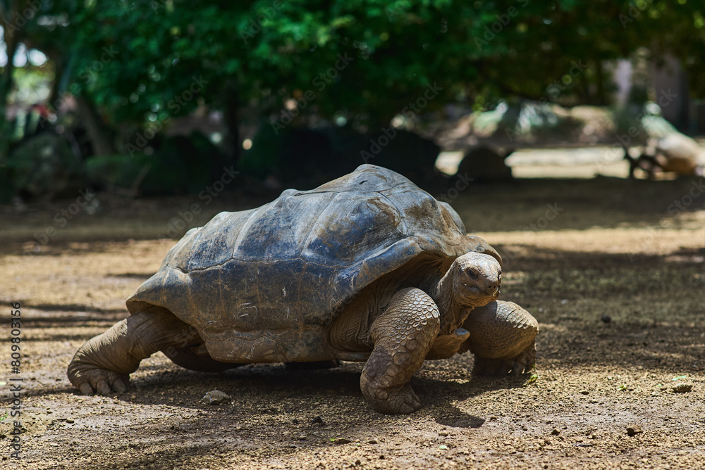 Aldabra giant tortoises endemic species - one of the largest tortoises ...