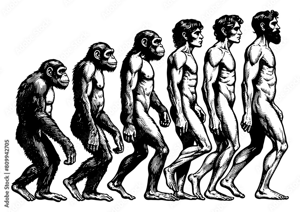evolution of man from ape through various stages to modern human sketch engraving generative ai ...