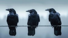 Three Crows Free Stock Photo - Public Domain Pictures