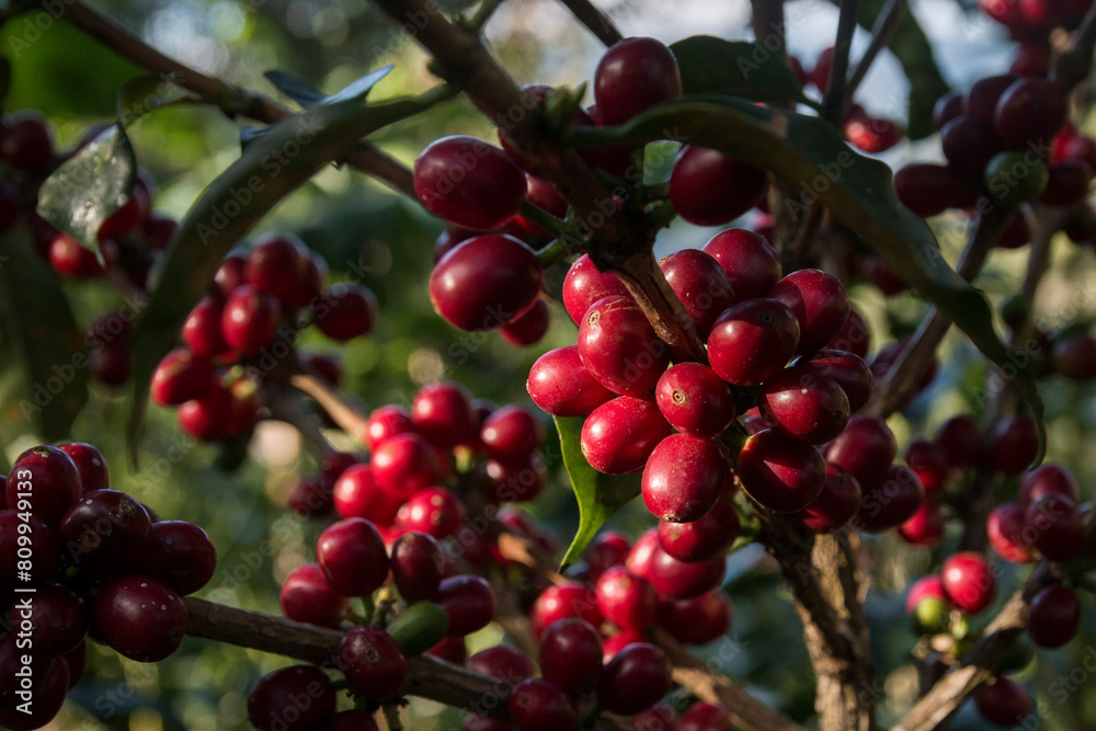 Frutos maduros rojos del cultivo de café colombiano, Ripe red fruits of ...
