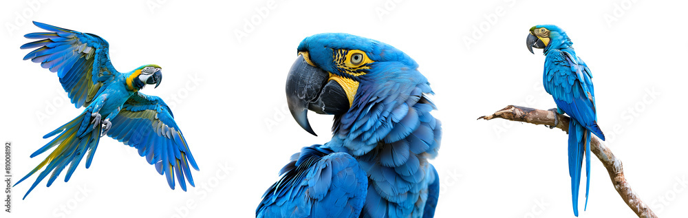 Half and Full Body Views of Blue Macaw and Blue Parrot Set, Close Up ...