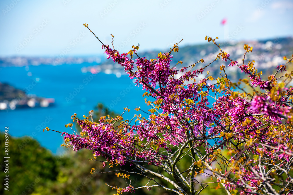 Judas trees (Turkish: Erguvan) in Istanbul. Beautiful spring view of ...