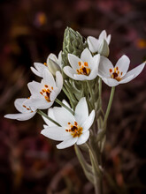 White Chincherinchee Flowers Free Stock Photo - Public Domain Pictures