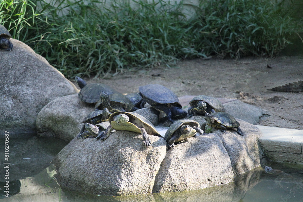 Amazon river turtles and brazilian caymans inside a on Rio de Janeiro ...