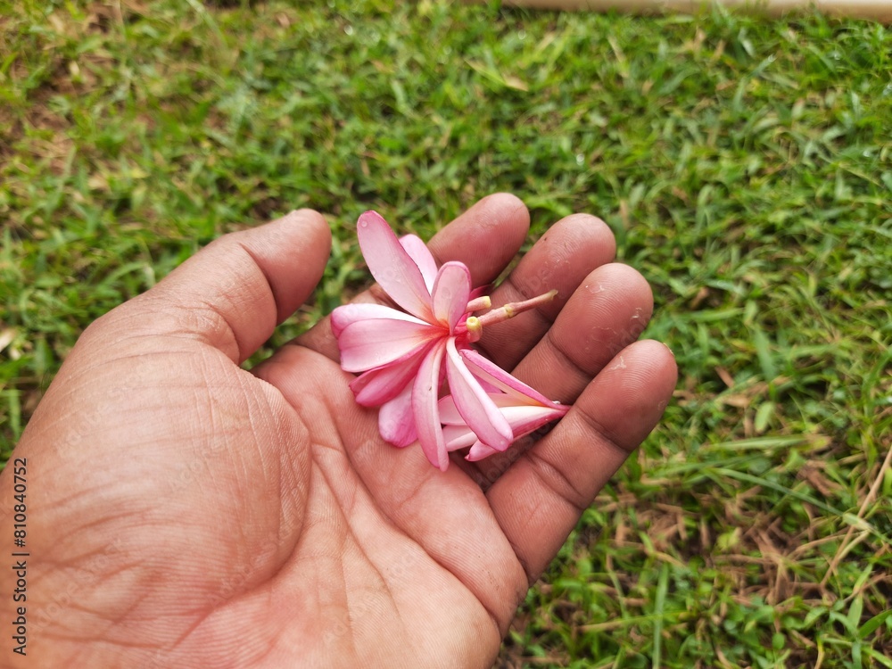 Plumeria rubra flower. It is a deciduous plant species belonging Its ...