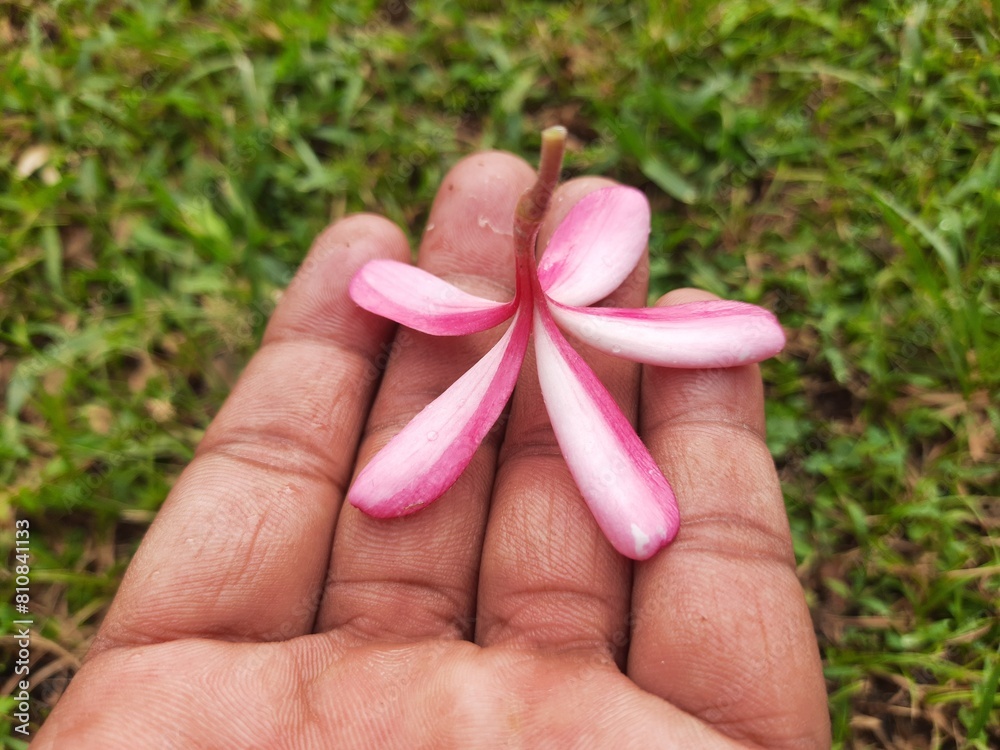 Plumeria rubra flower. It is a deciduous plant species belonging Its ...