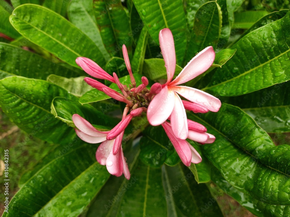 Plumeria rubra flower. It is a deciduous plant species belonging Its ...