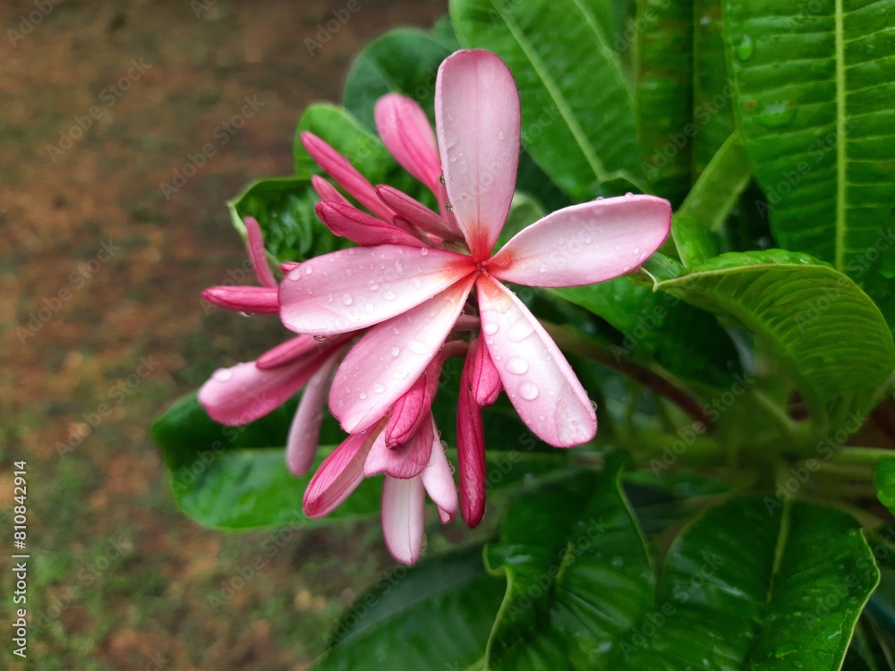 Plumeria rubra flower. It is a deciduous plant species belonging Its ...