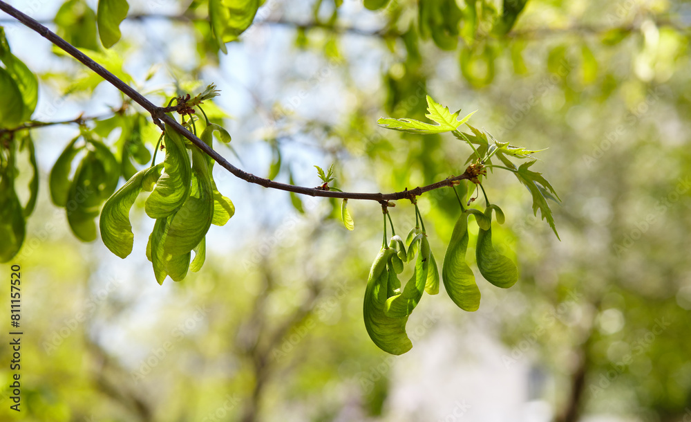 Leaves and seeds of Box elder (Acer negundo) or ash-leaved maple at ...