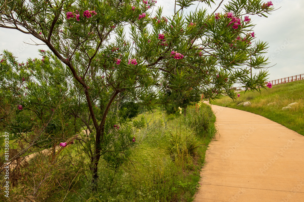 A Desert Willow tree bursts into full pink blossom, gracing an urban ...