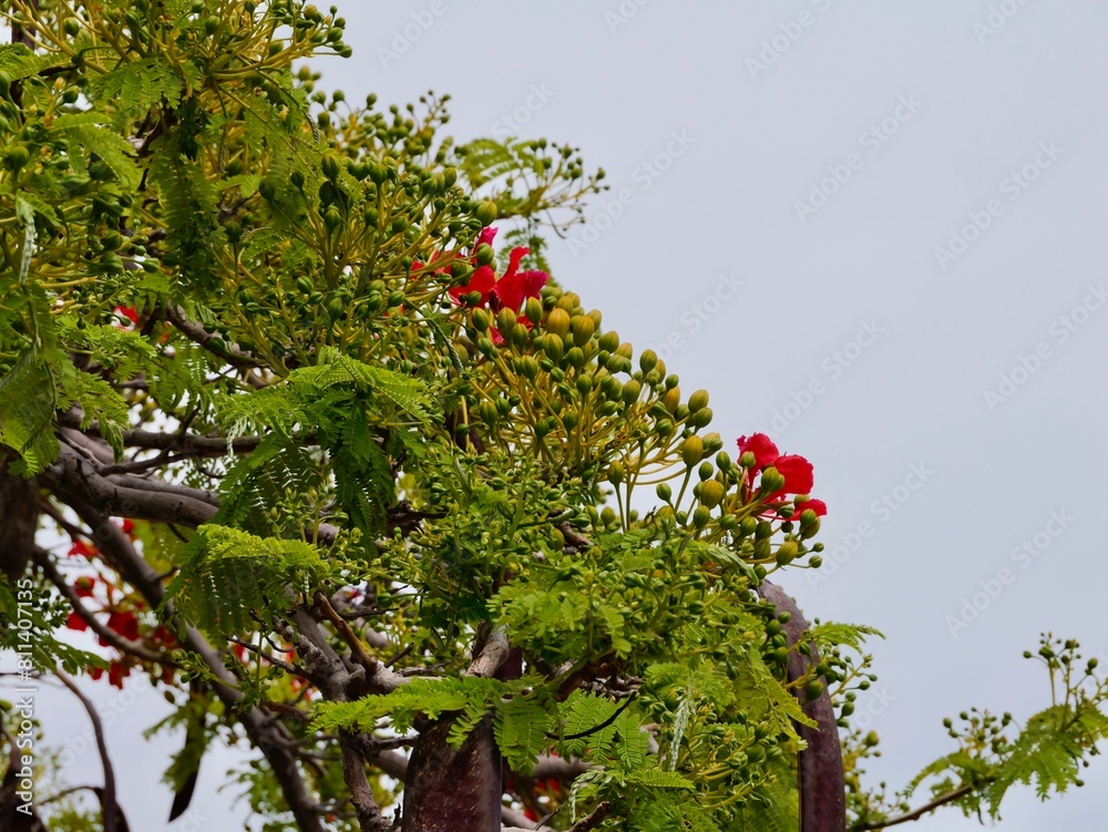 The flowers and beens of royal poinciana, flamboyant, phoenix flower ...