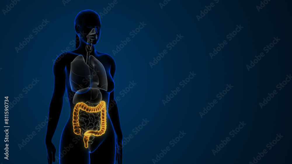 Female highlighted large intestine anatomy Stock Illustration | Adobe Stock