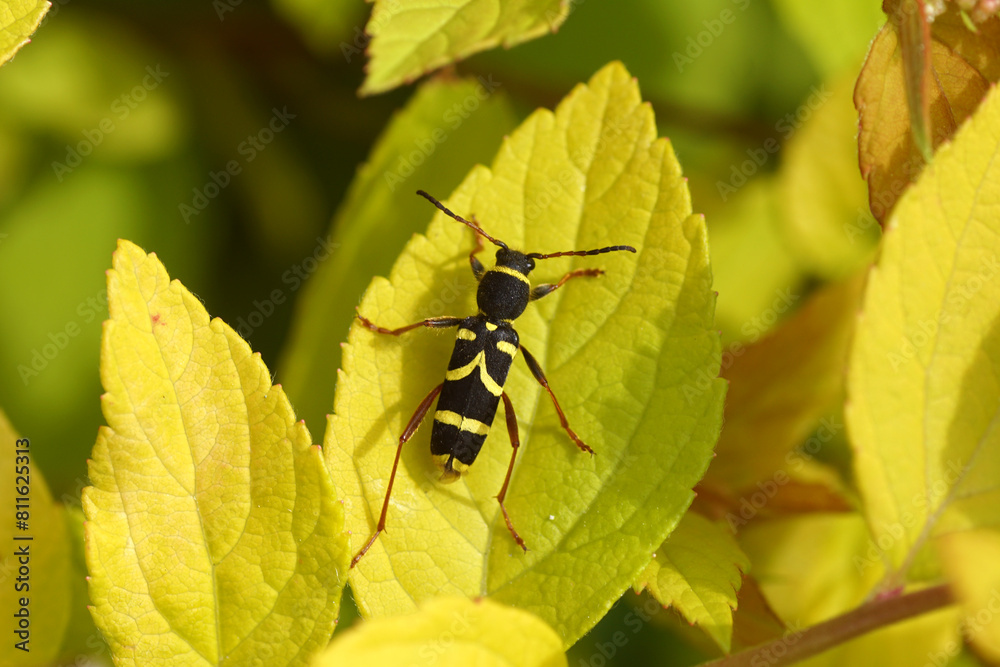 Close up Wasp beetle Clytus arietis of the family longhorn beetles ...