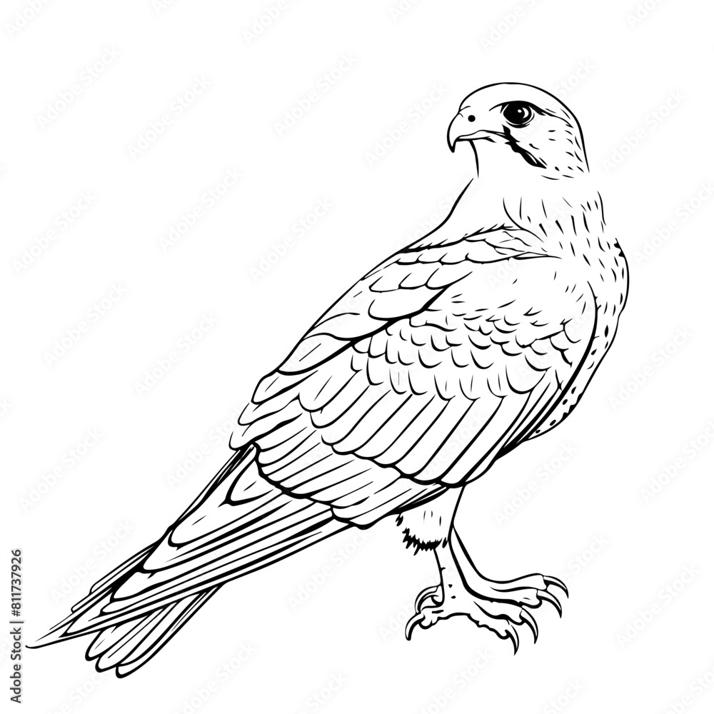 Simple Vector Outline, Coloring page of a female falcon in the style of ...