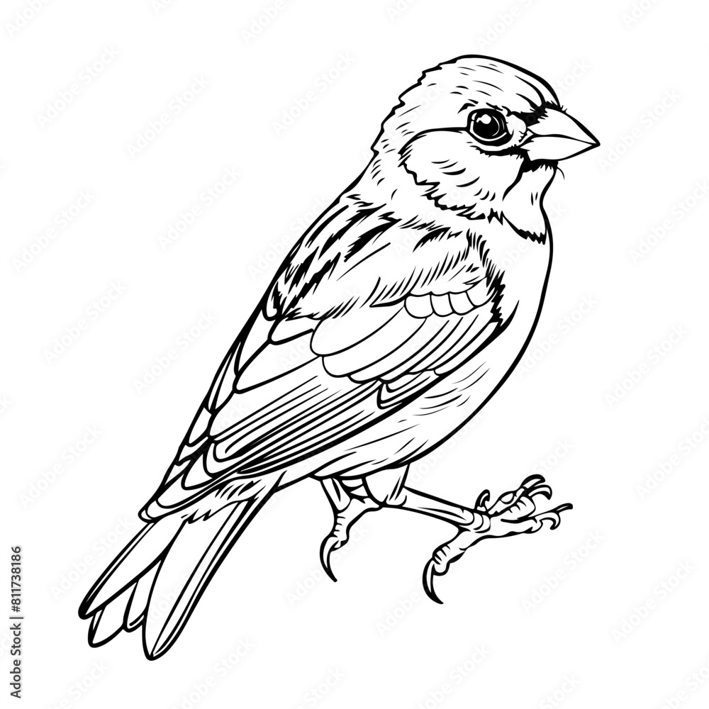 Simple Vector Outline, Simple line art coloring page of cute sparrow ...