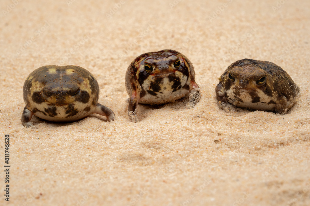 The Desert Rain Frogs, Web-footed Rain Frogs, or Boulenger's Short ...