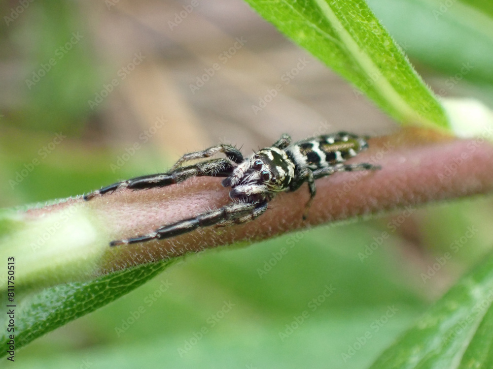 Mendoza elongata Karsch male. A handsome spider with a calm design of ...