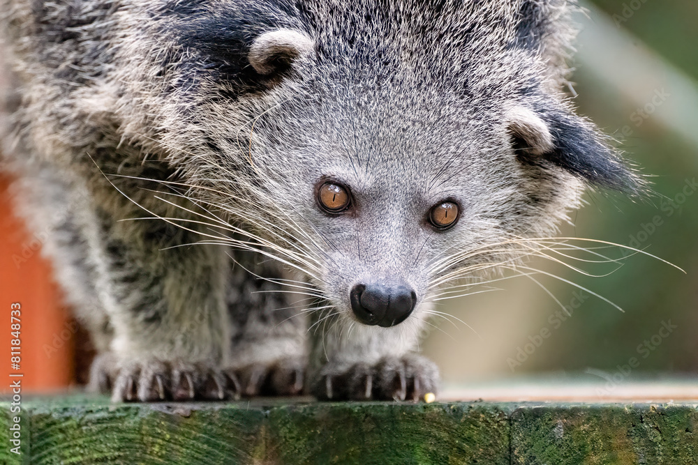 Binturong, Arctictis, bearcat civet, Currumbin sanctuary Gold Coast ...