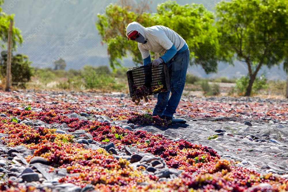 recolectores de pasas de uvas en Secadero de uvas, para la creación de pasas de uvas raisin ...