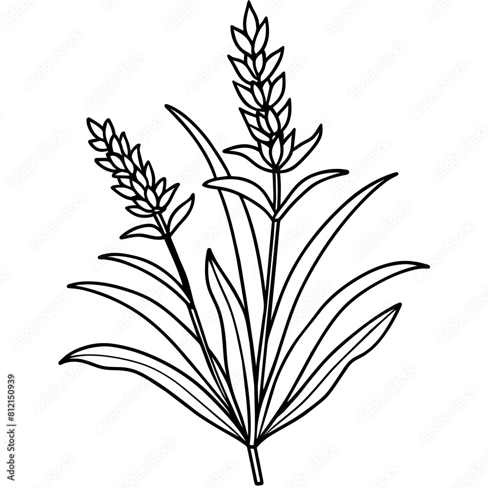 Lavender flower outline coloring book page line art drawing vector ...