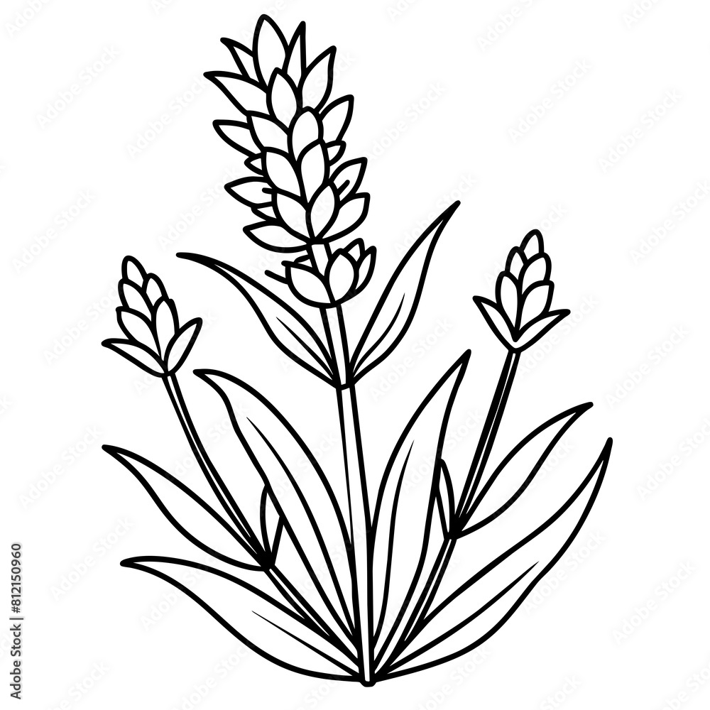 Lavender flower outline coloring book page line art drawing vector ...