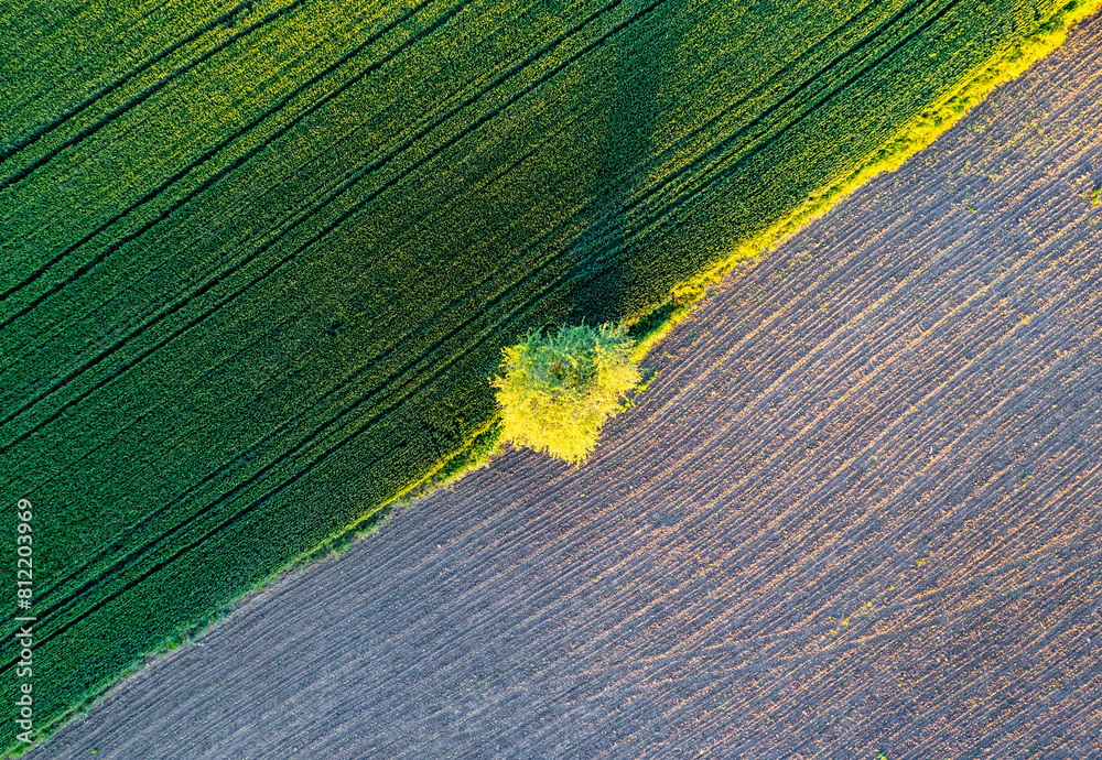 The only tree in the middle of the cultivated area and the uncultivated ...