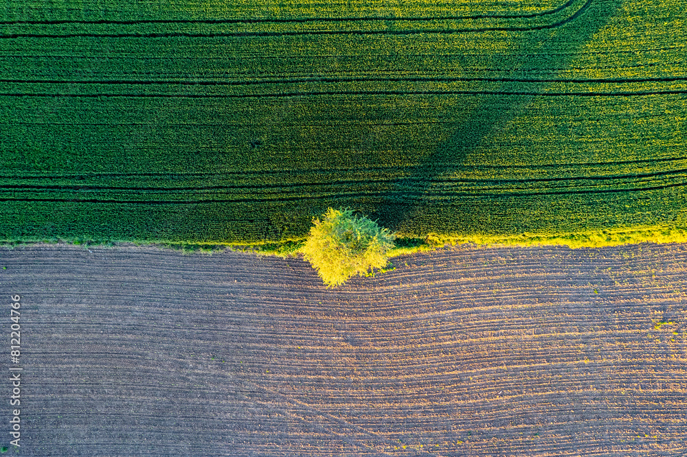The only tree in the middle of the cultivated area and the uncultivated ...