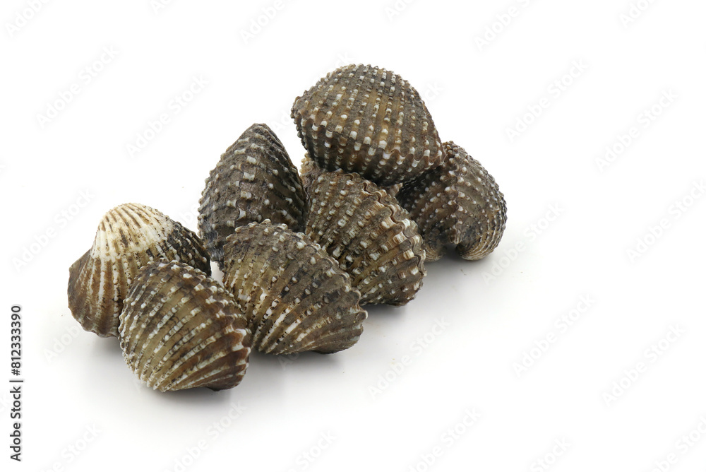 This is a close-up photo of a white background clam shell, commonly ...
