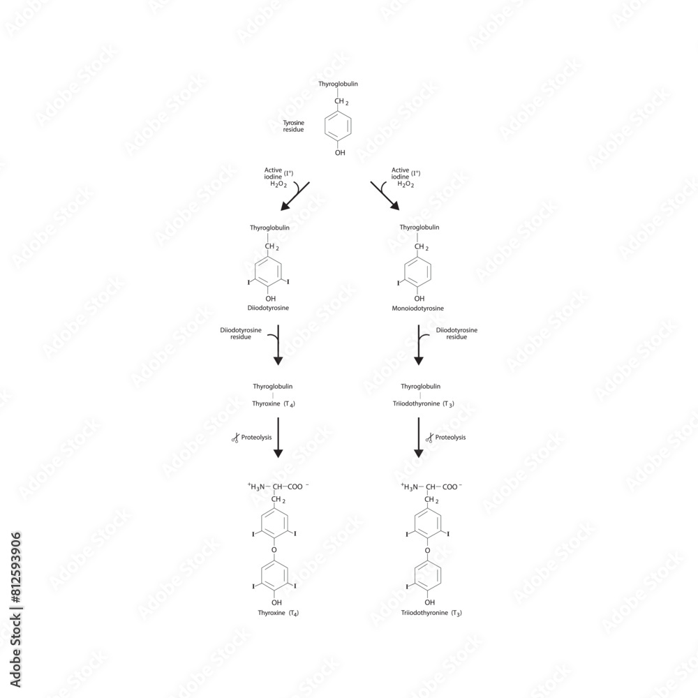 Diagram showing biosynthesis of Thyroid hormones (T3, T4) from Tyrosine ...