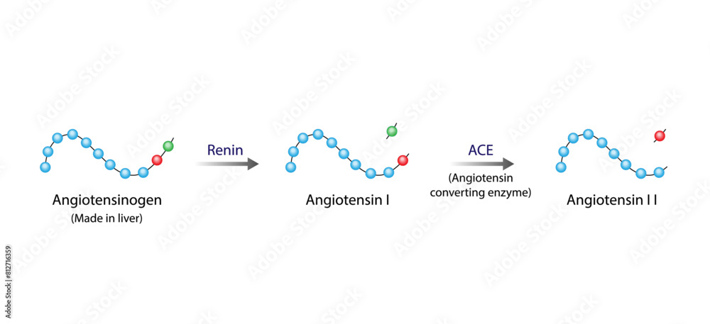 Angiotensin. Renin-Angiotensin-Aldosterone System, blood pressure ...