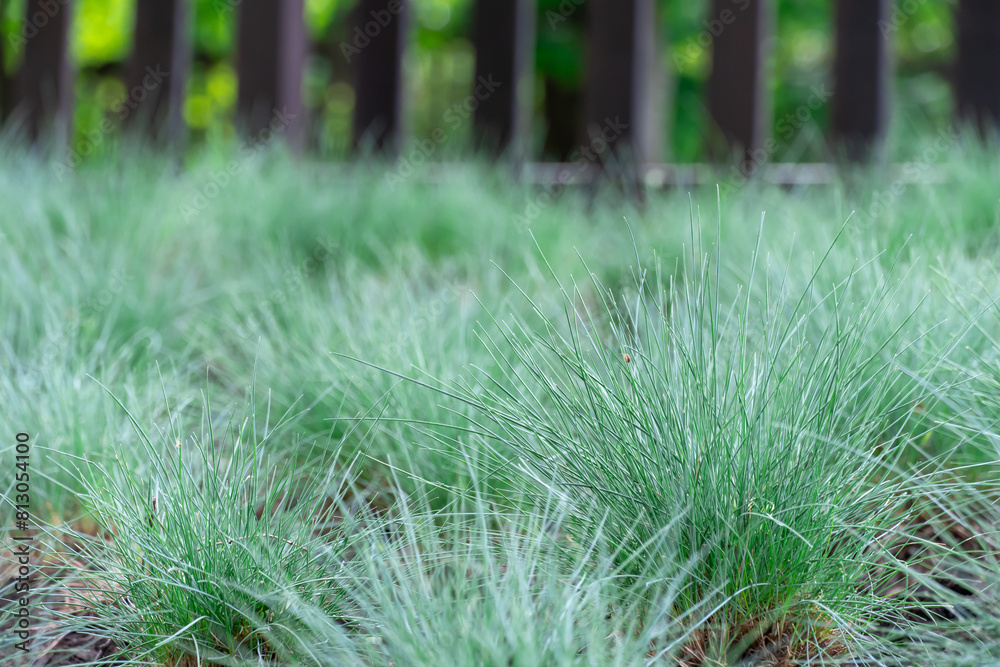 Seedlings of fescue meadow narrow leaved grasses. Herbaceous plant ...