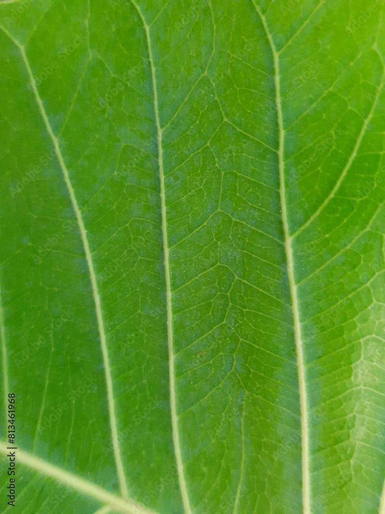 Ficus religiosa leaf background. It is also known as the bodhi tree ...