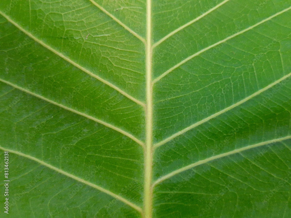 Ficus religiosa leaf background. It is also known as the bodhi tree ...