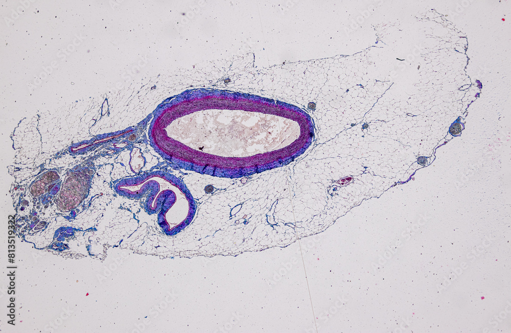 Histological Brain of mouse, Cerebellum, Sympathetic ganglion And ...