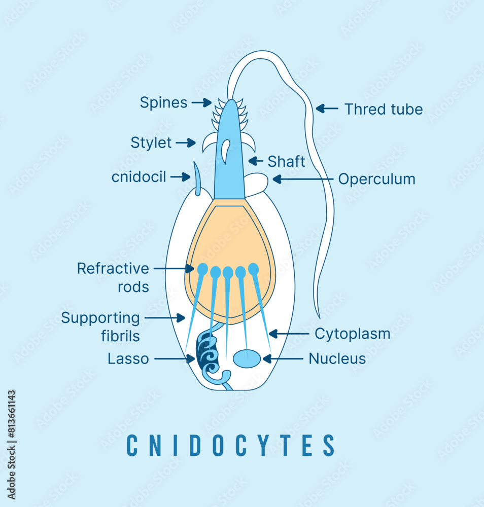 Cnidocyte Structure – Labeled Vector Diagram of a Cnidarian Stinging ...