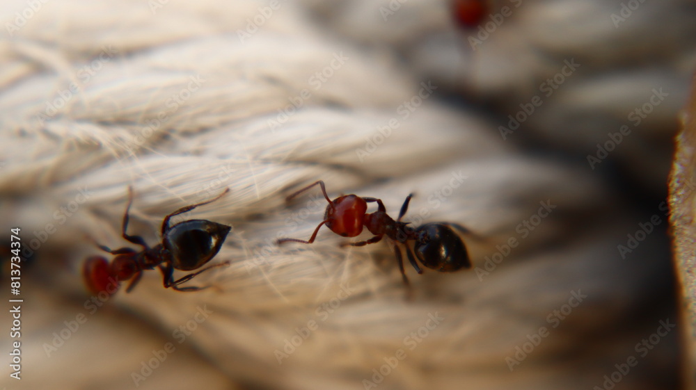 hormigas trabajadoras, patrullando, hormigas rojas, hormiga, insecto ...