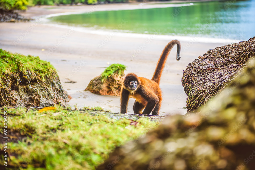 Geoffroys spider monkey or the Central American spider monkey, a type ...