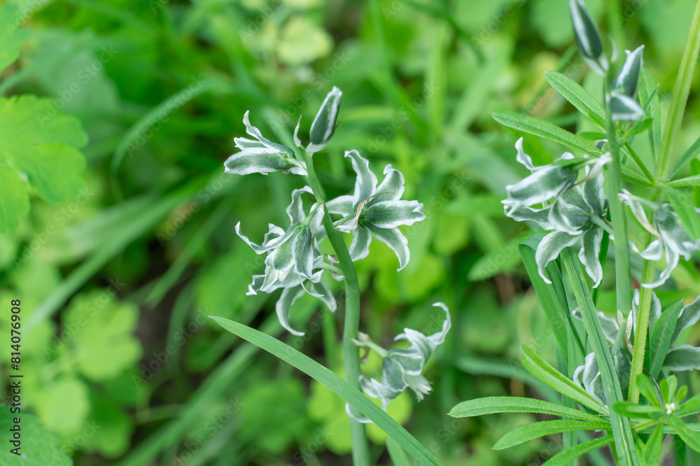 White flowers of drooping star bethlehem on meadow. Bells and buds of ...